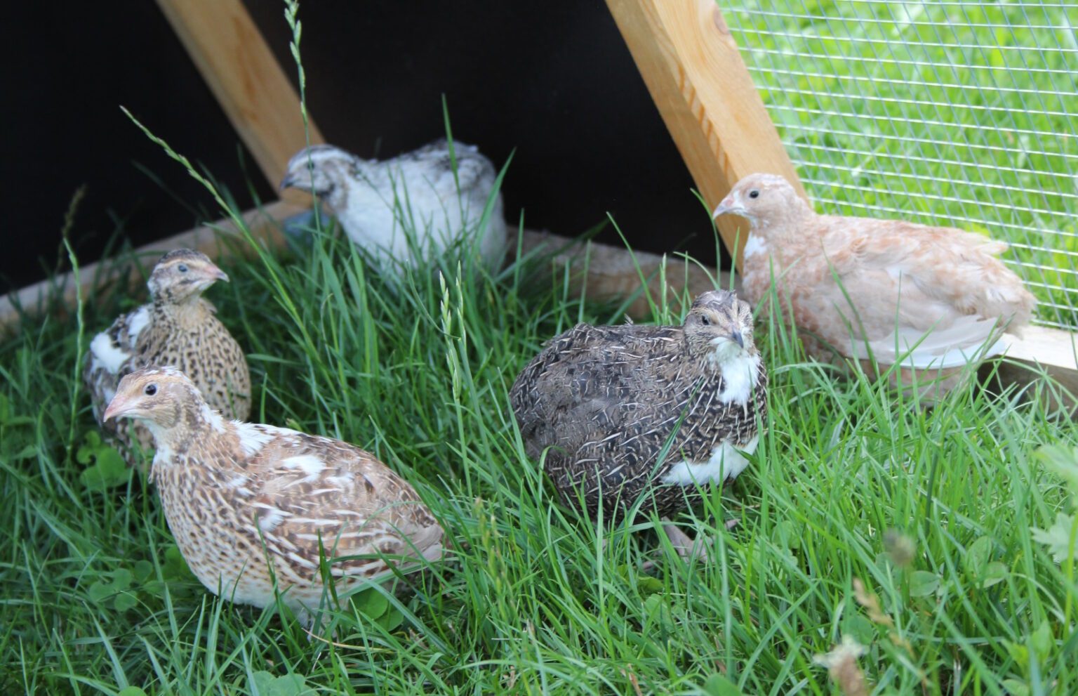 Wachteln im Garten - Für Kinder und Eltern eine tolle Sache